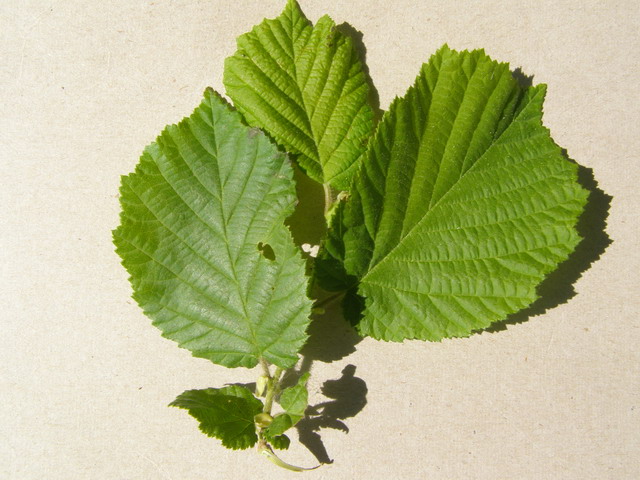 Sträucher im Westerwald