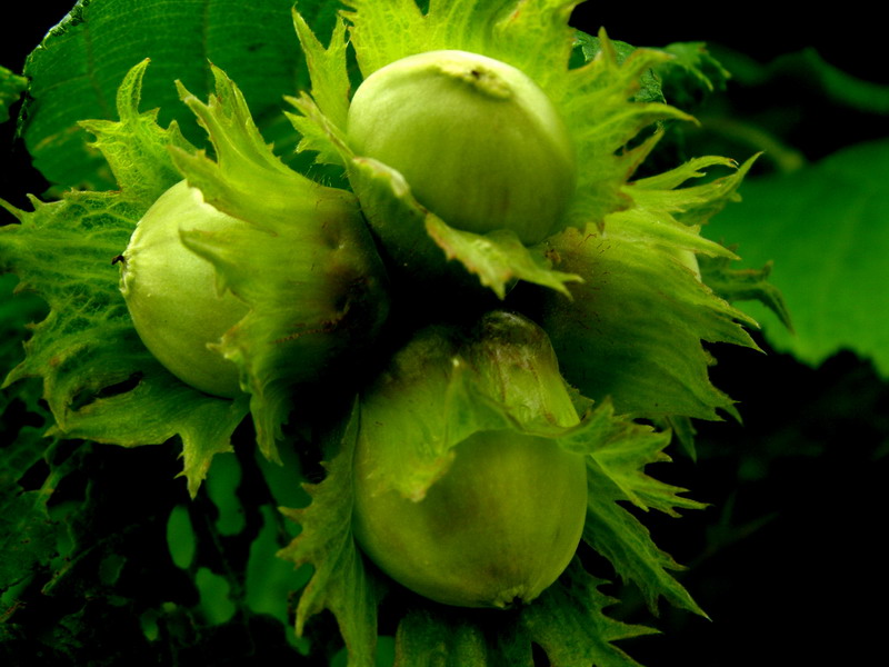 Sträucher im Westerwald